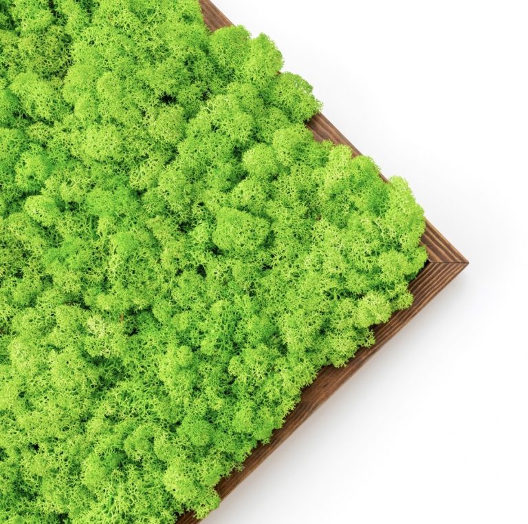 Image de mousse Lichen - Ekomoss