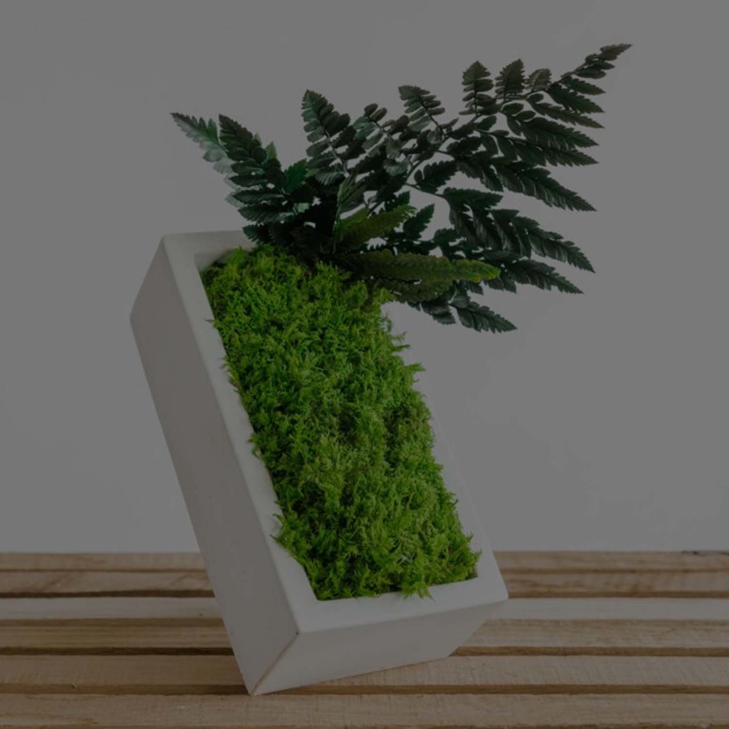 Décoration avec de la mousse - Ekomoss